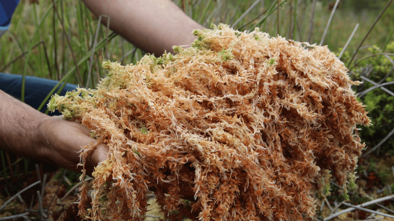 Understanding Sea Moss Colors: Green Sea Moss vs. Sea Moss Gold - Seamoss